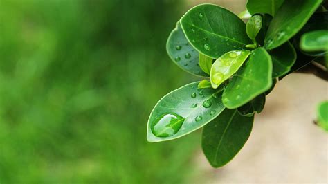 나뭇잎 잎 정원 Pixabay의 무료 사진 Pixabay