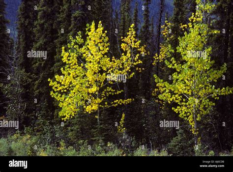 Two Trees With Autumn Colors Stock Photo Alamy