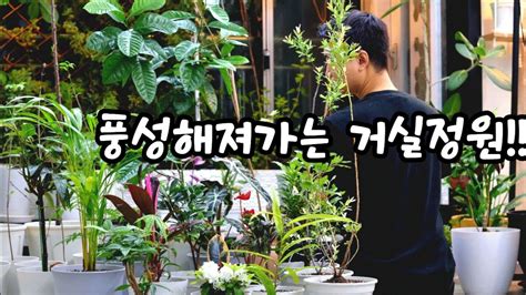 거실을 숲속 처럼 꾸미려면 거실정원가꾸기 식집사 식물추천 플랜테리어 Youtube