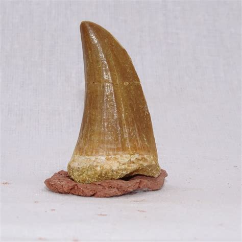 Tylosaurus Tooth 1 6 4 5cm Rare Mosasaurus Fossil Fossil Natural