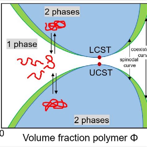 Schematically Pictured Phase Diagram Of A Binary Mixture Composed Of A Download Scientific