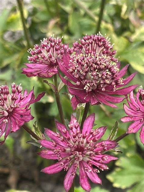 Astrantia Ruby Cloud Major Green Garden Flower Bulbs
