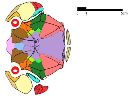 Bianchengichthys Eriptychius Dickosteus Stenosteus Titanichthys Heterosteus And Homosteus