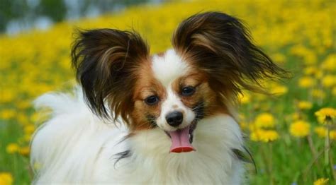 Маленькие собаки с большими ушами 30 пород