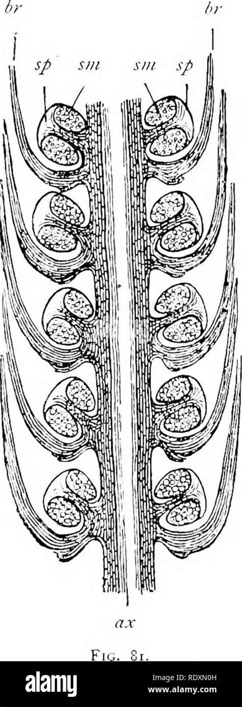Equisetum Sporangiophore