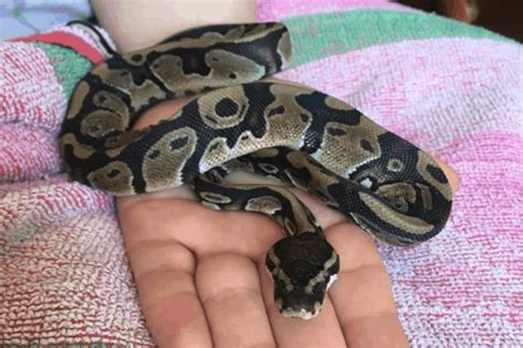 How Often Should I Handle My Ball Python Do They Like It