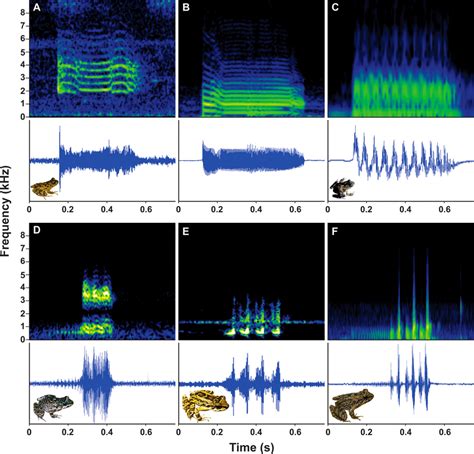 Spectrogram Above And Oscillogram Below Of The Advertisement Calls