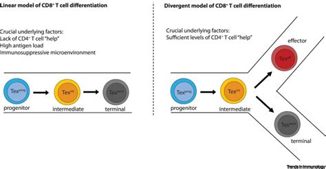 Exhausted Cd8 T Cells Face A Developmental Fork In The Road Trends In