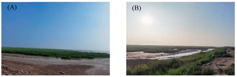 Remote Sensing Free Full Text Leaf Area Index Inversion Of Spartina