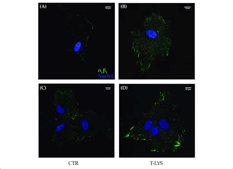 Subcellular Localization Of Integrin α V β 3 Midsection Confocal