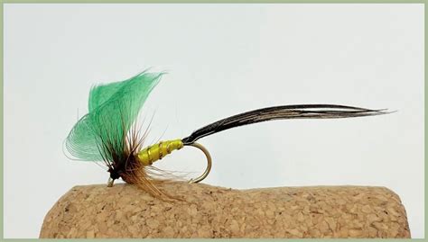 Green Drake Mayflies