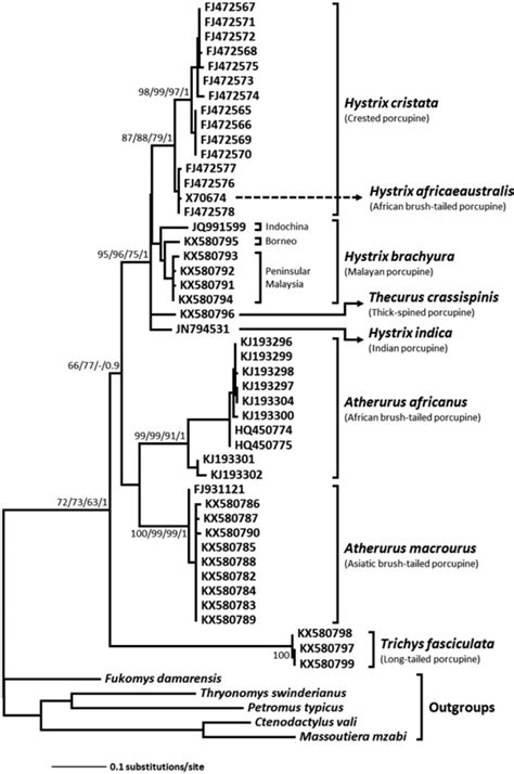 Phylogenetic Relationships Among The Species Within The Family Download Scientific Diagram
