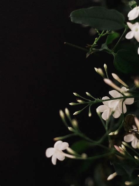 Oriental Jasmine Diffuser Fragrance Vintage And Bespoke Ltd Oriental Jasmine Diffuser Fragrance Vintage And Bespoke Ltd