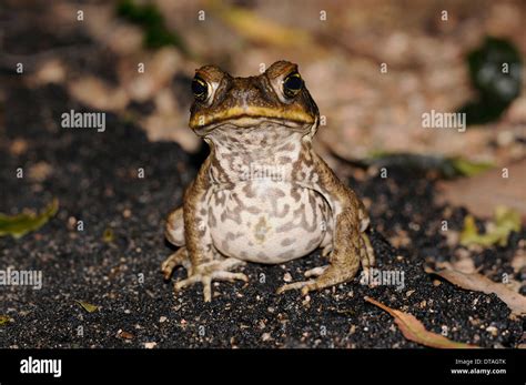 Cane Toad Australia Invasive Species At Stephanie Rahn Blog