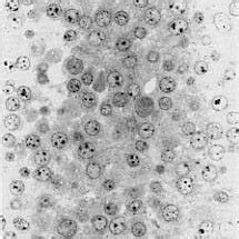 Semi Thin Section Of Granulosa Layer In Antral Follicle In The Early Download Scientific