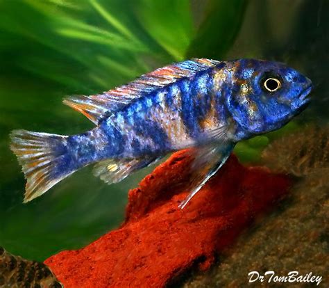Assorted Trewavasae Mbuna Cichlids In Freshwater Aquarium