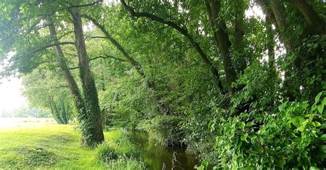 River Tillingbourne Surrey