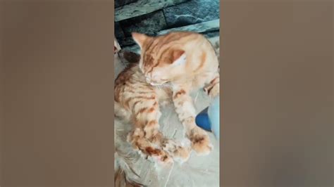 Simbas Bath Day🚿🤭 Youtube