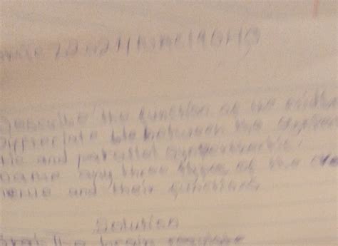 Describe The Function Of The Midbrain Studyx