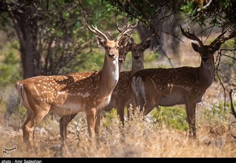 خبری خوش از افزایش جمعیت گونه گوزن زرد ایرانی سرریز گوزن ها به سایت