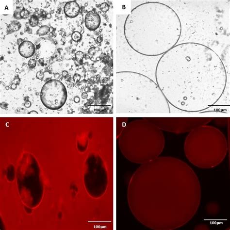 Pdf Microencapsulation Of Pediococcus Spp With Coconut Oil Bodies