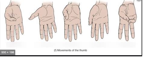 Diagram Of 4 3 Movements Of The Thumb Quizlet