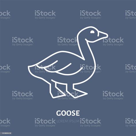 거 위 플랫 라인 아이콘입니다 새 기호 오리의 그림입니다 팜 스토어에 대 한 얇은 선형 로고 거위 새에 대한 스톡 벡터 아트 및 기타 이미지 Istock