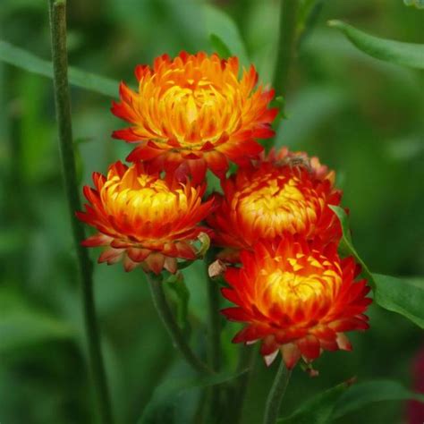 Helichrysum From Kelley Pure Essential Oils