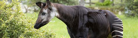 18 Octobre Journée Internationale Des Okapis Beauval Actus