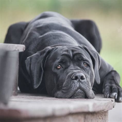 Cachorros Cane Corso Criadero Cane Corso A Un Paso