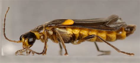 Soldier Beetle Trypherus Bugguidenet