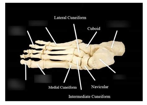 Biol243l Foot Diagram Quizlet