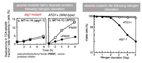 Autophagy Flashcards Quizlet