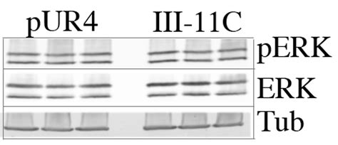 Fibronectin Matrix Polymerization Regulates Smooth Muscle Cell