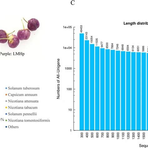 Phenotypes Unigenes Length Distribution And Protein Annotation And