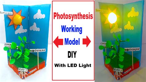 How To Make The Working Model On Photosynthesis Science Projects Maths Tlm English Tlm