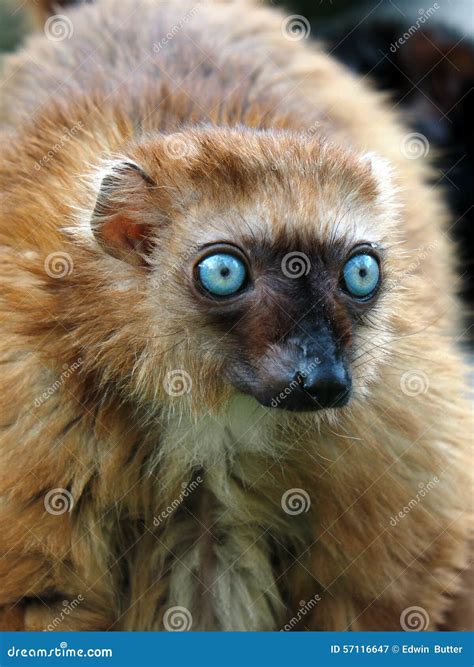 Blauwe Eyed Maki Stock Afbeelding Image Of Leugen Achtergrond 57116647