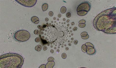 Enterococcus Faecium Usos Efectos Y Beneficios En El Cuerpo Humano Salud Y Belleza