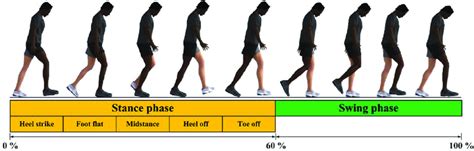 Phase Description In Walking Cycle Maximum Loading Acted On Foot Flat