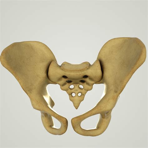 인간 골반 뼈 척추 구조 3d 모델 19 Obj Fbx C4d 3ds Unknown Free3d