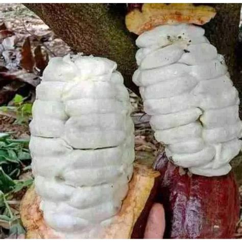 Jual Biji Coklat Kakao Siap Semai Per 20 Biji Kecambah Shopee Indonesia