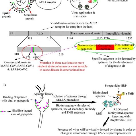 A Scheme Showing Selection Of Suitable Viral Oligopeptide Sequence As