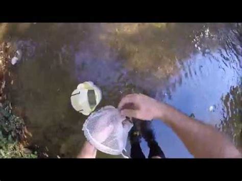 Catching Minnows And Crayfish For My Native Tank 10 1 17 YouTube