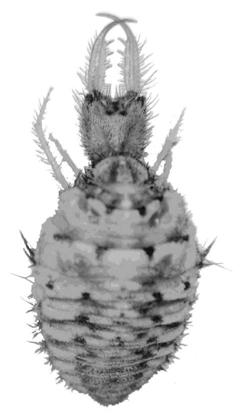 General Outlook Of Antlion Larva Download Scientific Diagram