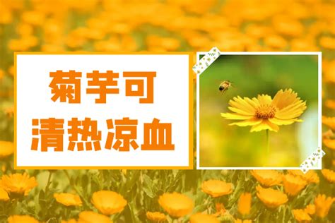 菊芋的功效与作用及禁忌有哪些 食材知识 轻壹
