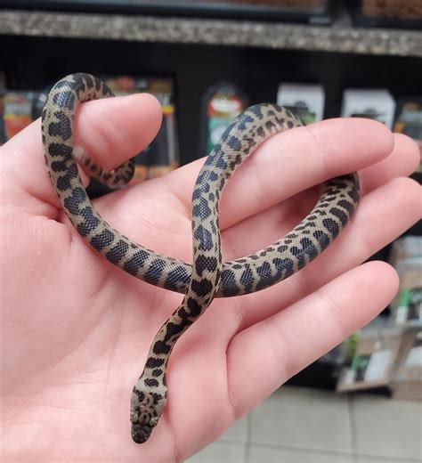 Spotted Python By Reptile Factory Morphmarket