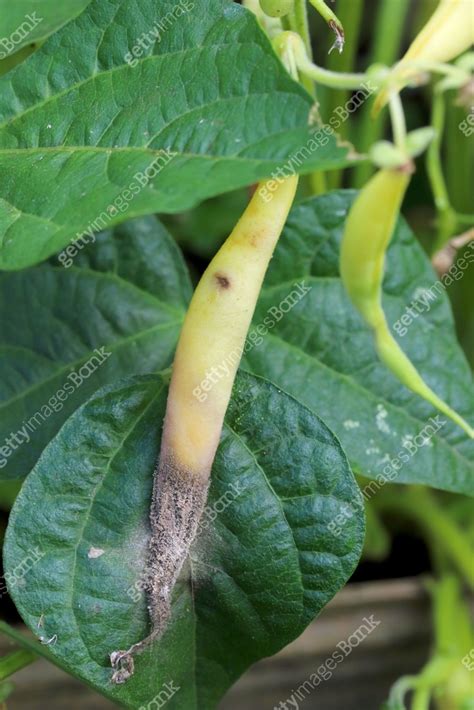Mass Of Botrytis Cinerea Spores On An Infected Snap Bean Pod Fungal