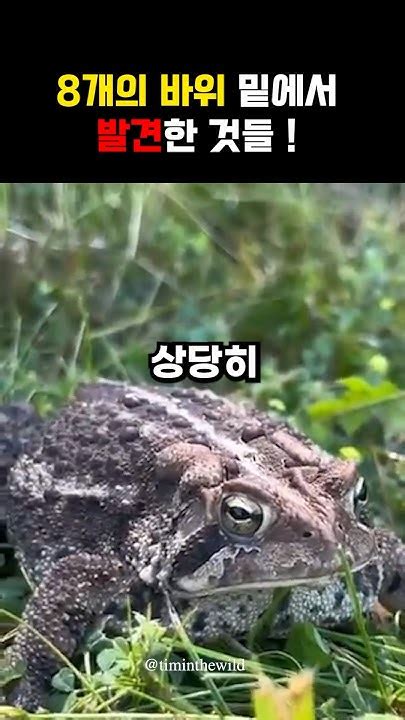 8개의 바위 밑에서 발견한 것 뱀 밀뱀 누룩뱀 Youtube