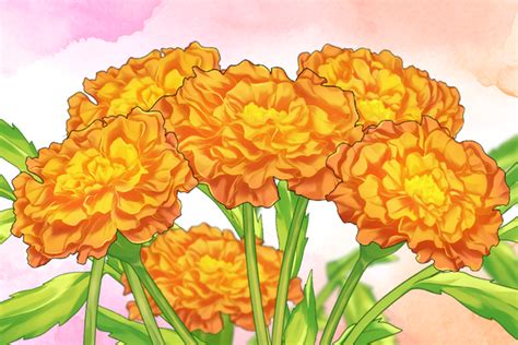 메리골드 꽃 브러쉬 픽셀플러스