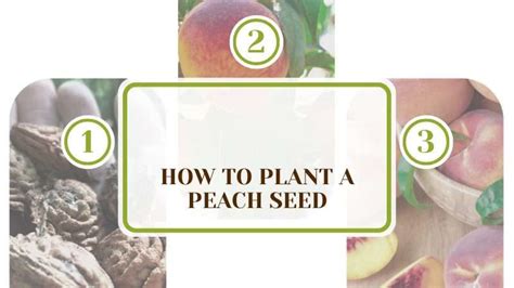 How To Plant A Peach Seed Grow A Tree Without Any Difficulty Plant America